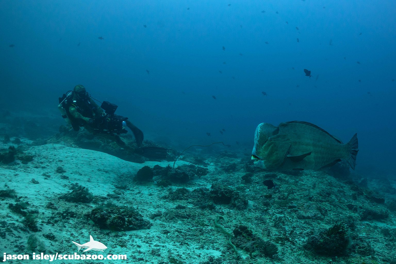 Our Oceans Cameraman | Roger Munns | Underwater Cinematographer